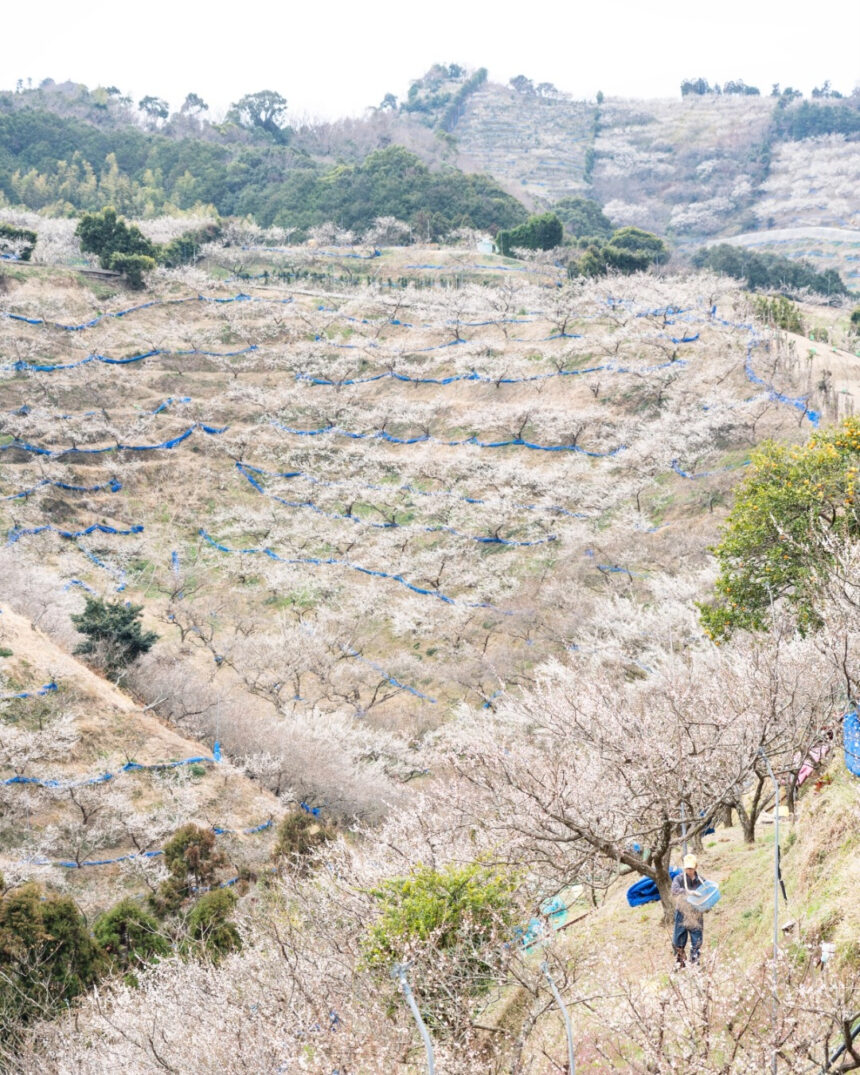 Minabe Plum Grove 2023: [Minabe Town, Hidaka District, Wakayama ...